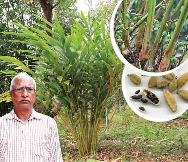 Best Online Course On Cardamom farming - ffreedom app