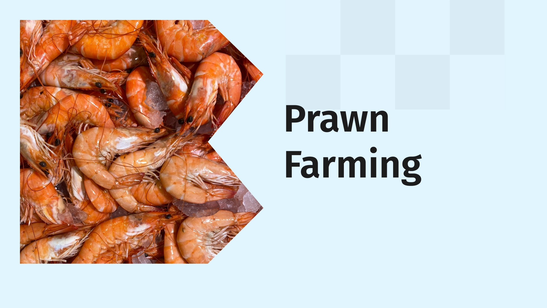 Earn upto 40 Lakhs guaranteed by Prawn Farming